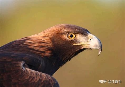 多目标优化算法：多目标金鹰优化算法mogeo 知乎