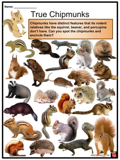 Chipmunk Facts And Worksheets Diet Species Life Ecology