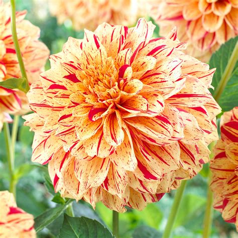 Decorative Dahlias Dutch Bulbs