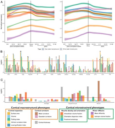 Enrichment Of Gwas Signals In Different Cell Types During Development