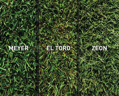 Zenith Zoysia Grass