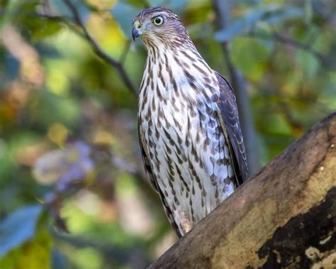 Coopers Hawk Identification Birda