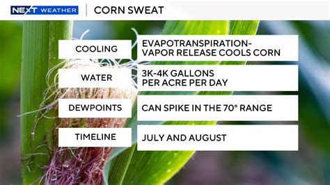 What Is Corn Sweat And Why Is It Making Michigan Hotter This Week