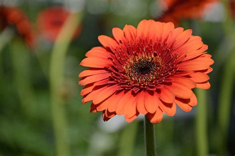 13 Recommmended Plants With Daisy Like Flowers