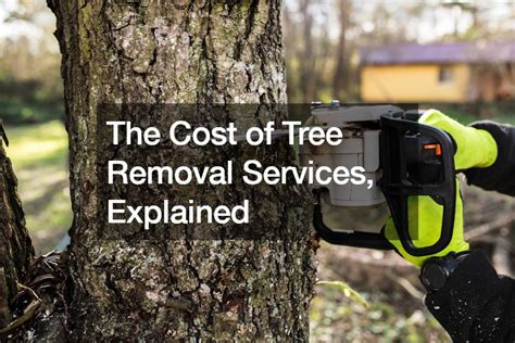 The Cost Of Tree Removal Services Explained First Home Care Web
