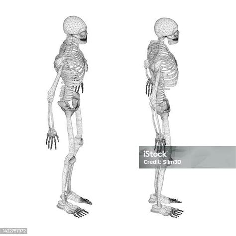 흰색 배경에 고립 된 검은 선의 인간 골격 와이어 프레임으로 설정됩니다 아이소메트릭 뷰 3d 벡터 일러스트레이션 드로잉에 대한