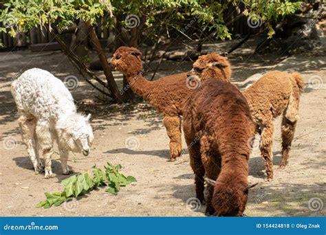 Tolerance Social Inequality As A Symbol Of The White Crow As A Symbol Of Discrimination As A