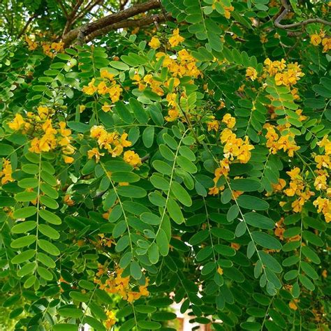Tipuana Tipu