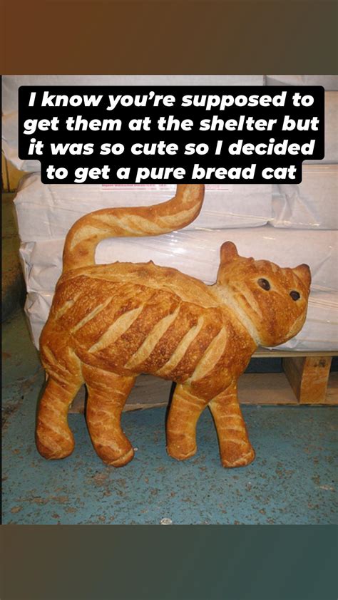 Pure Bread Cat R Technicallythetruth