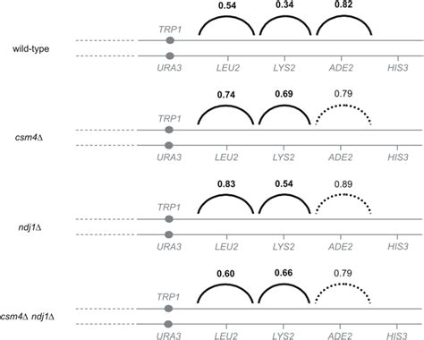 Crossover Interference Is Partially Disrupted In Csm4Δ Strains On