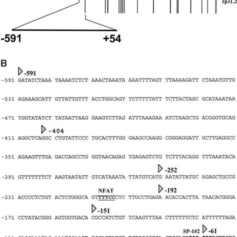 5 Flanking Genomic Dna Sequence A The Region From 591 Base Pairs Of