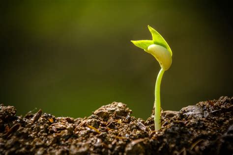Seed Starting A How To Guide Farmers Almanac