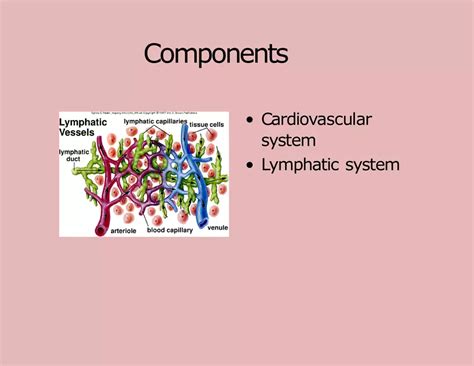 Anatomy Cardiovascular System Edubirdie