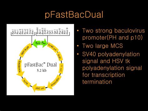 Ppt Bac To Bac Baculovirus Expression System Powerpoint Presentation Id 201660