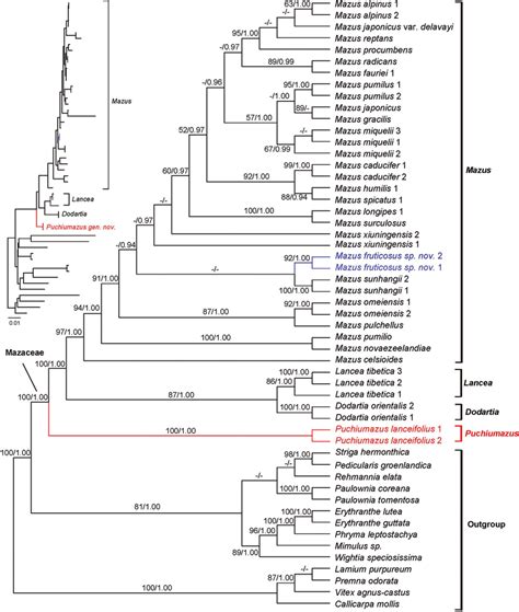 maximum likelihood phylogram of mazaceae as inferred from analysis of