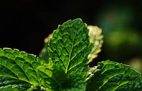 Premium Photo A Close Up Of A Mint Leaf
