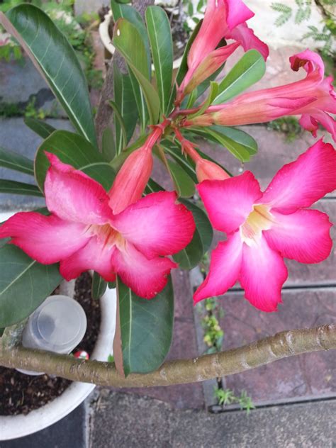 Ré Polit Le Bijouローズ·ド·フランス Fu Gui Hua Or Adenium