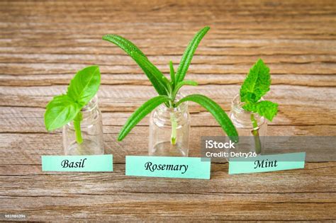 바 질 로즈마리 파 슬 리 딜 민트의 허브와 에센셜 오일의 병에는 오래 된 나무 배경 설정 건강관리와 의술에 대한 스톡 사진 및 기타 이미지 Istock