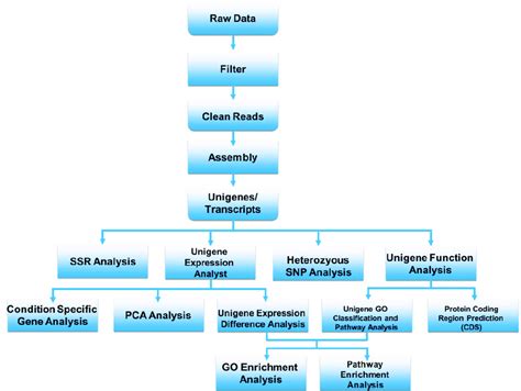 A Standard Procedure For Transcriptome Analysis At BGI Download Scientific Diagram