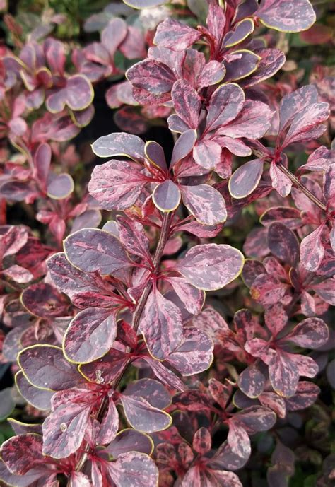 Landscaping With Berberis Shrubs Best Japanese Barberry Varieties To