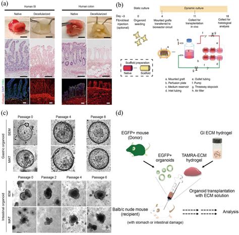 Decellularized Extracellular Matrix For Organoid And Engineered Organ Culture Pmc