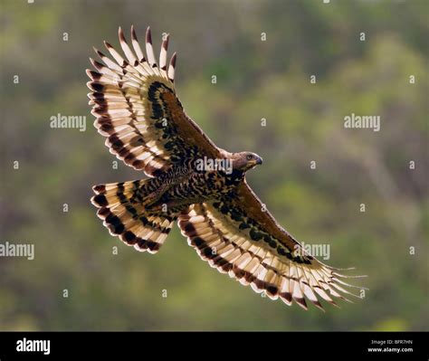African Crowned Eagle Attack
