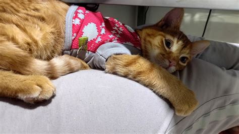 My Kitty Is Very Scared Because The Neighbors Are Very Noisy And He