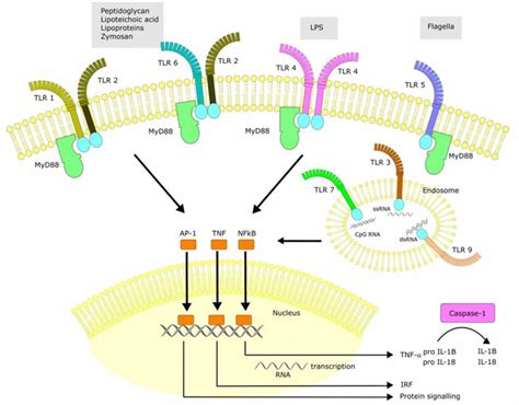 Toll Like Receptors Function Toll Like Receptors Location