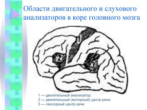 Речь. Анатомия, физиология и патология органов речи - презентация онлайн