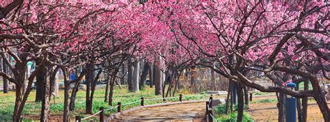 망고스타코리아 안녕하세요~ 타이완의 맛집 블로거 천위쫑입니다 한국음식하면 제일 먼저 떠오르는 것이 무엇인가요 저는 ‘불고기입니다 한국식 불고기는 몇가지로 나눠 볼