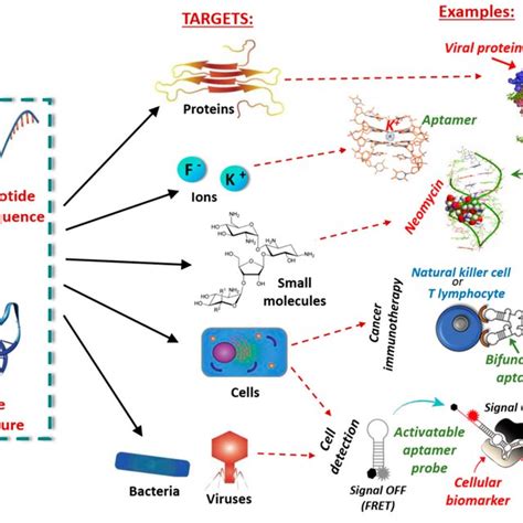 Schematic Representation Of Possible Targets Of Oligonucleotide Download Scientific Diagram