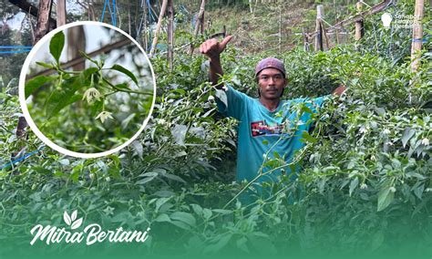 Budidaya Cabai Keriting Cara Sukses Budidaya Cabai Keriting Disaat Lainnya Gagal
