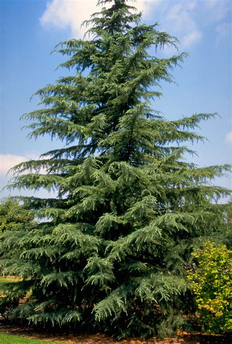 Cedrus Deodara Deodar Cedar Cedrus Deodara ~ Deodar Cedar Jtsop