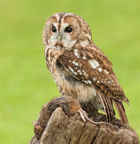 The Tawny Owl — The Scottish Countryman
