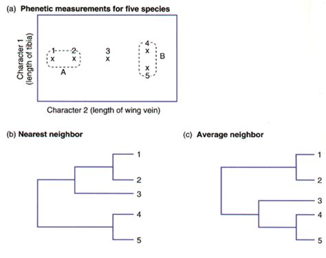 Cladistics Examples