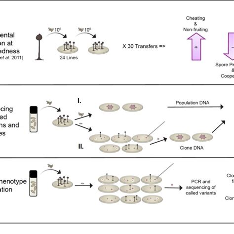 Outline Of The Experimental Workflow A Experimental Evolution Of D Download Scientific