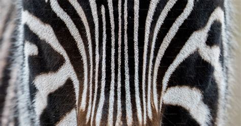 흐릿한 배경의 얼룩말 얼굴 클로즈업 사진 Unsplash의 얼룩말 이미지