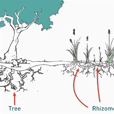 The Resilience Side Of Conflict And The Rhizomatic Basis Download