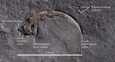 Sciency Thoughts Partial Dromaeosaur Remains From The Early Cretaceous