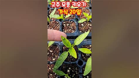 고추모종키우기 가식20일 육묘장 괴산청결고추 자연특별시괴산 Shorts Youtube