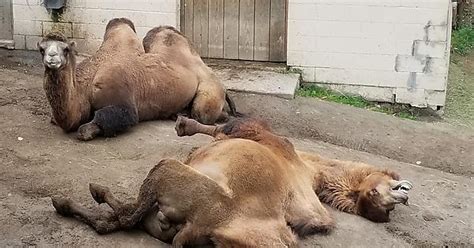 This Camel Album On Imgur This Camel Album On Imgur