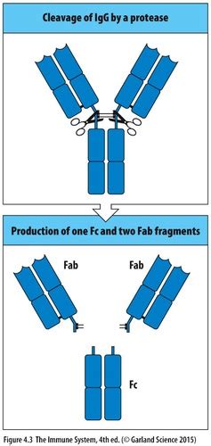 Immunological Tolerance Flashcards Quizlet
