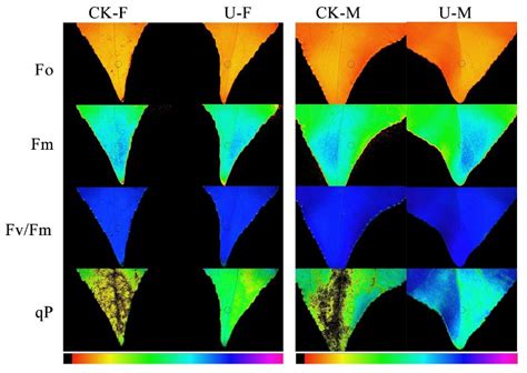 Sex Specific Physiological Responses Of Populus Cathayana To Uranium Stress