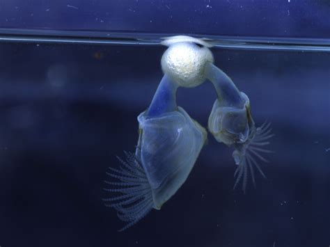 Species Gallery Termsandconditions Marlin The Marine Life Information Network