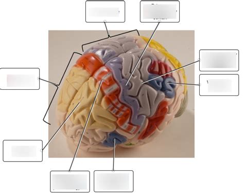 Lateral Premotor Area