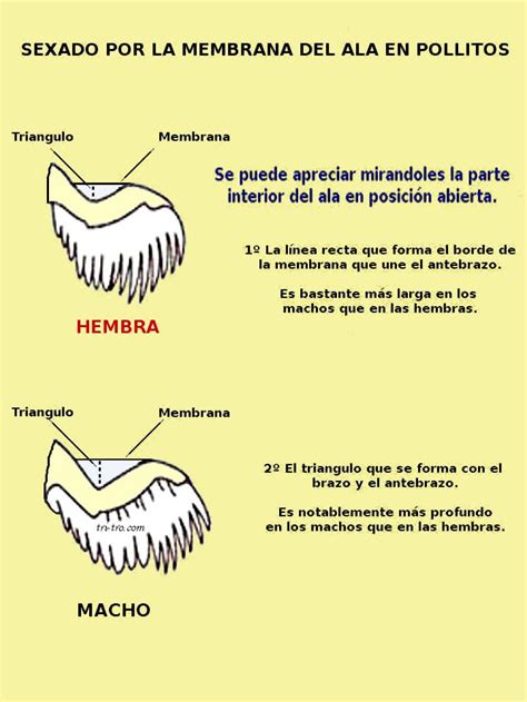 Sexaje De Pollitos 2 Parte Gallina Castellana Negra