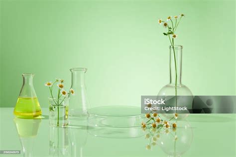 끓는 플라스크 삼각 플라스크 및 카모마일 가지로 장식 된 중앙의 빈 연단이있는 실험실 장면의 정면 모습 발표 또는 광고 사진을 위해 0명에 대한 스톡 사진 및 기타 이미지