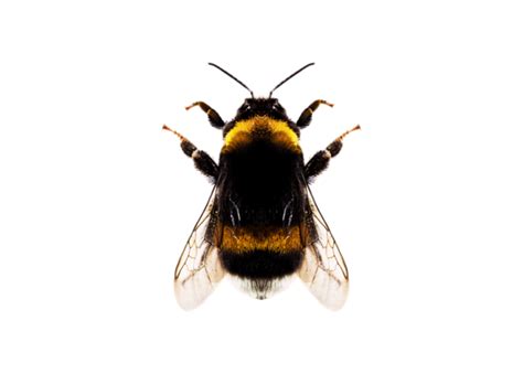 Ciclo De Vida Dos Tripes Thysanoptera Wikipédia A Enciclopédia