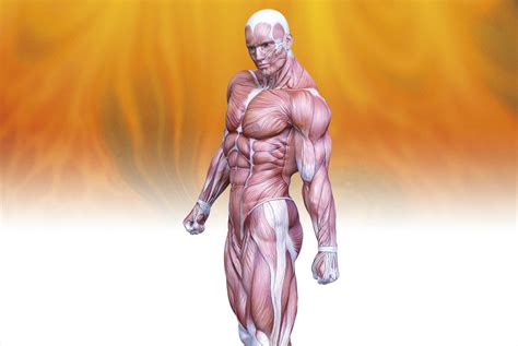 Myostatin And Rapamycin Ifbb Academy