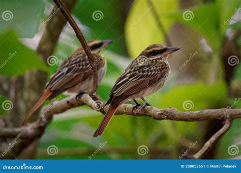 Oiseau Passereau Myiodynastes Maculatus Oiseau Passereau Dans Tyrant